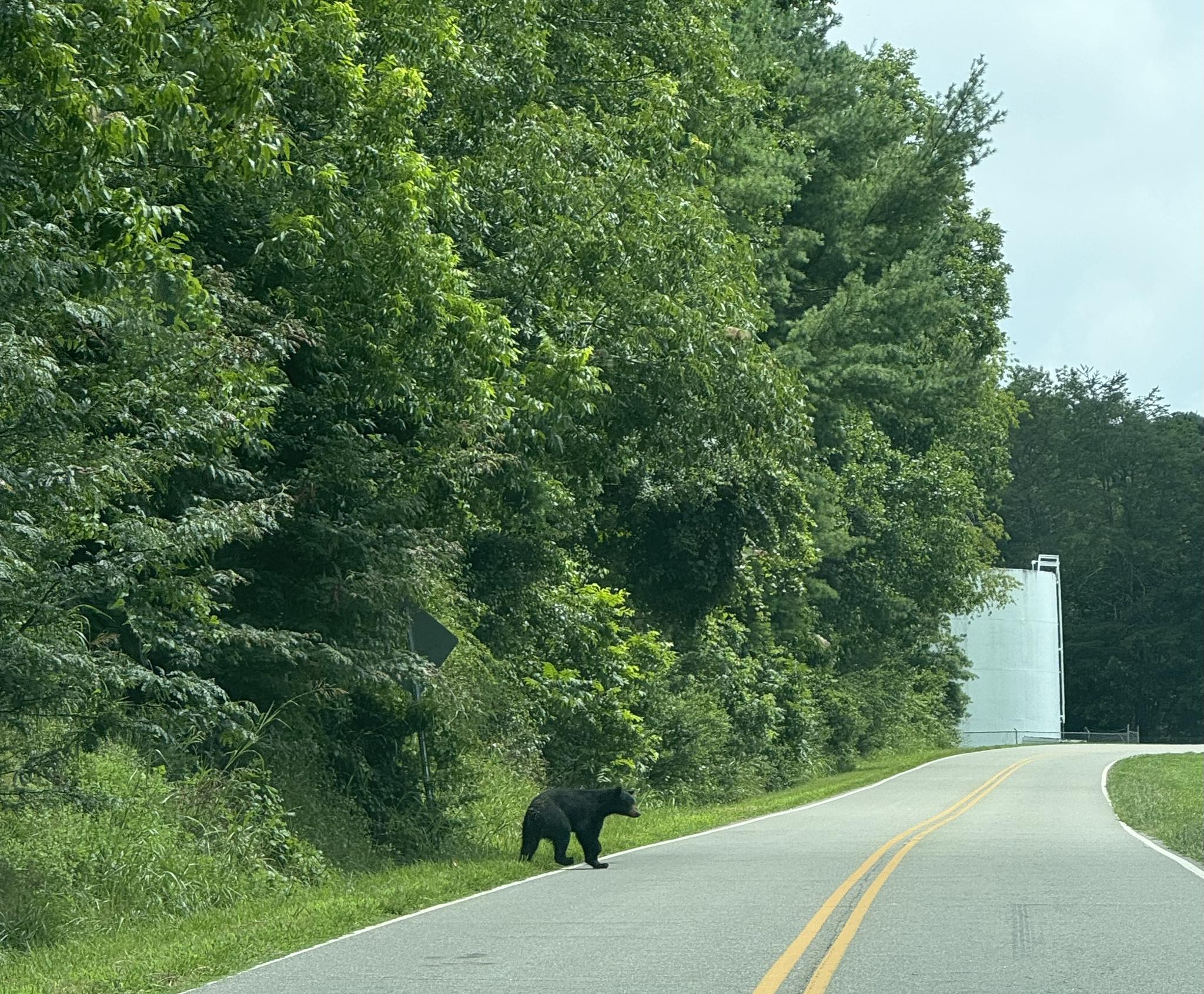 Beware, A Bear